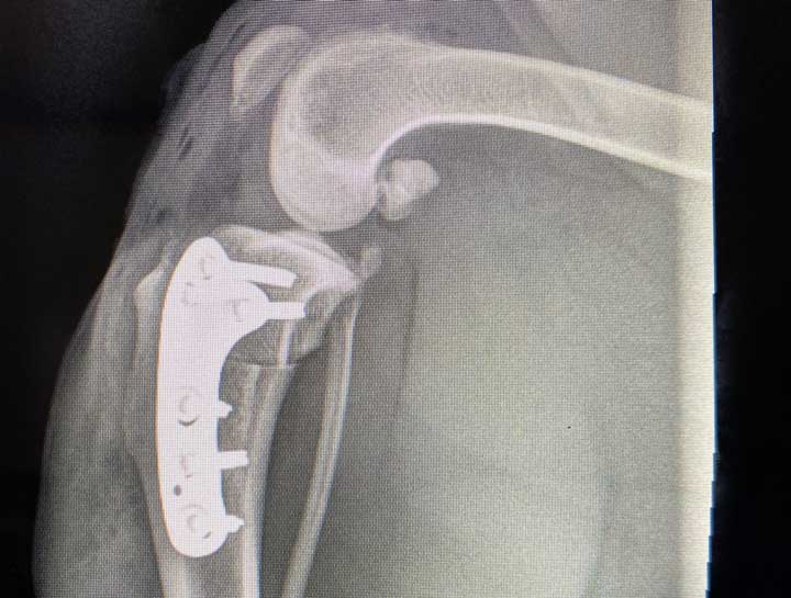 Boulder Veterinary Surgeries | Vet Surgeon